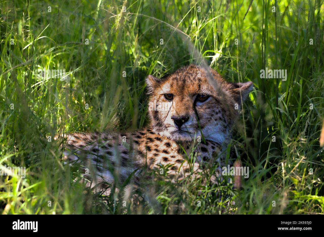 Malika The Cheetah and Cub. This was the first time both were seen on ...