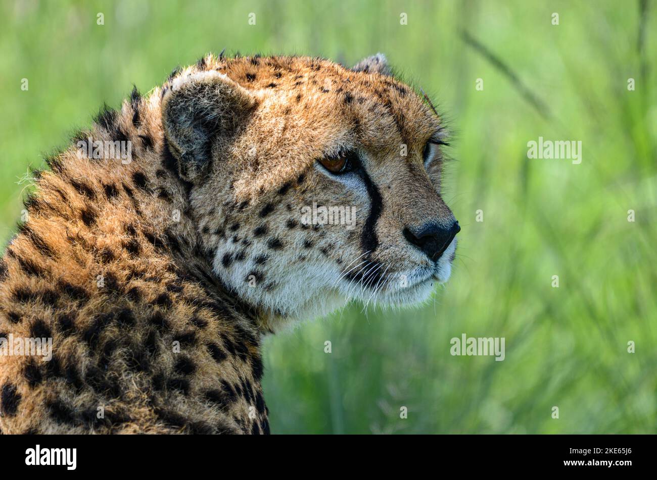 Cheetah in the bbc series the hunt hi-res stock photography and images ...