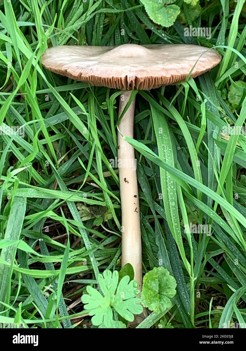 Eton, Berkshire, UK. 10th November, 2022. Wild mushrooms and fungi ...