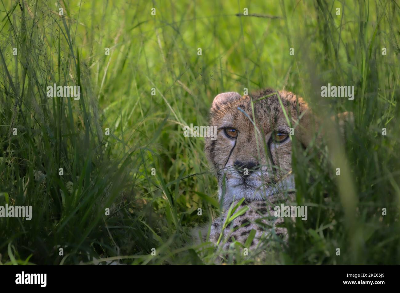 Malika The Cheetah and Cub. This was the first time both were seen on ...