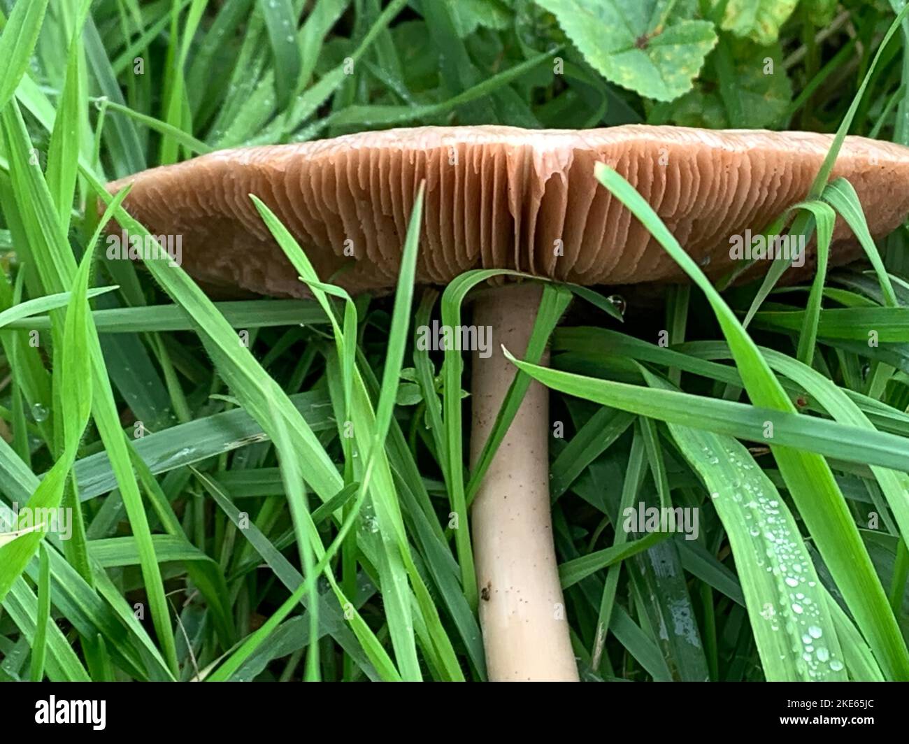 Types of fungi hi-res stock photography and images - Alamy