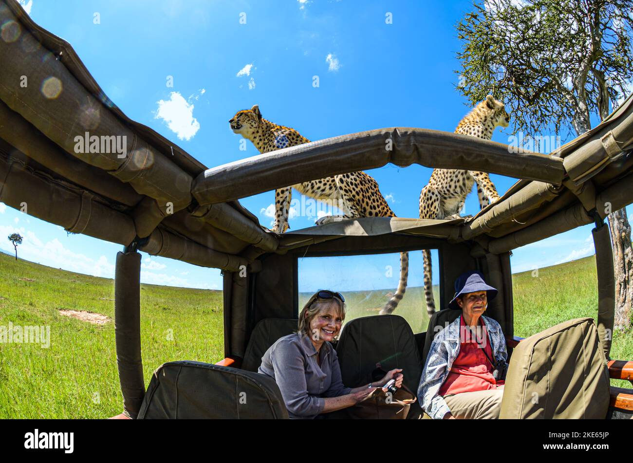 Malaika the cheetah and bawa hi-res stock photography and images - Alamy