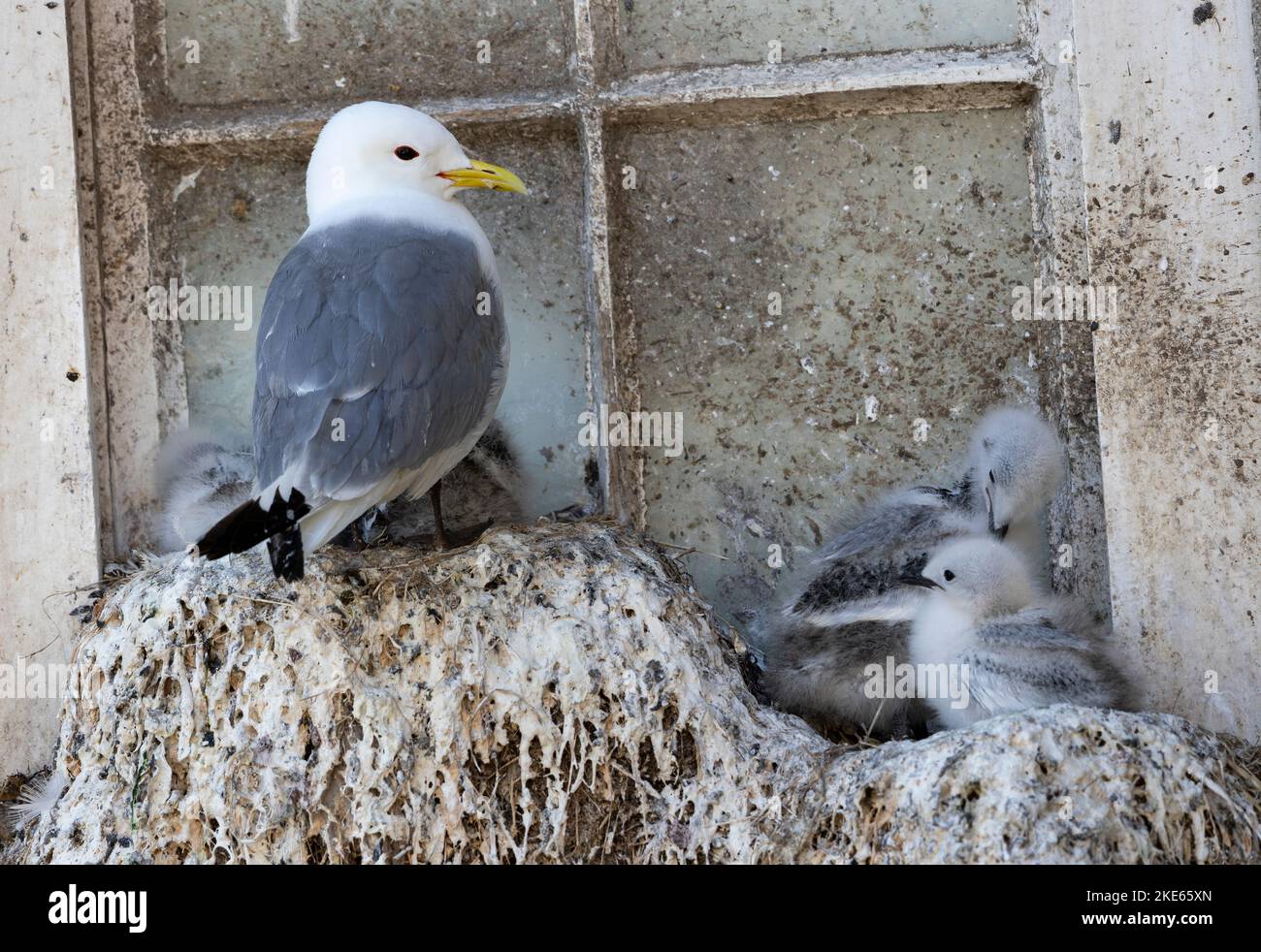 Though seabird nesting colonies were being serious affected by bird flu ...