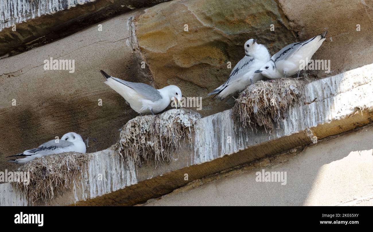 Though seabird nesting colonies were being serious affected by bird flu ...