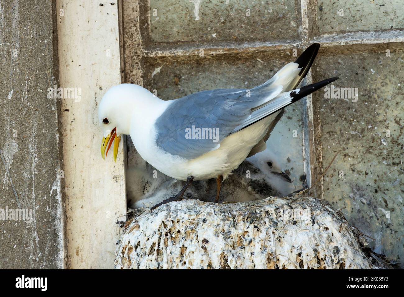 Though seabird nesting colonies were being serious affected by bird flu ...