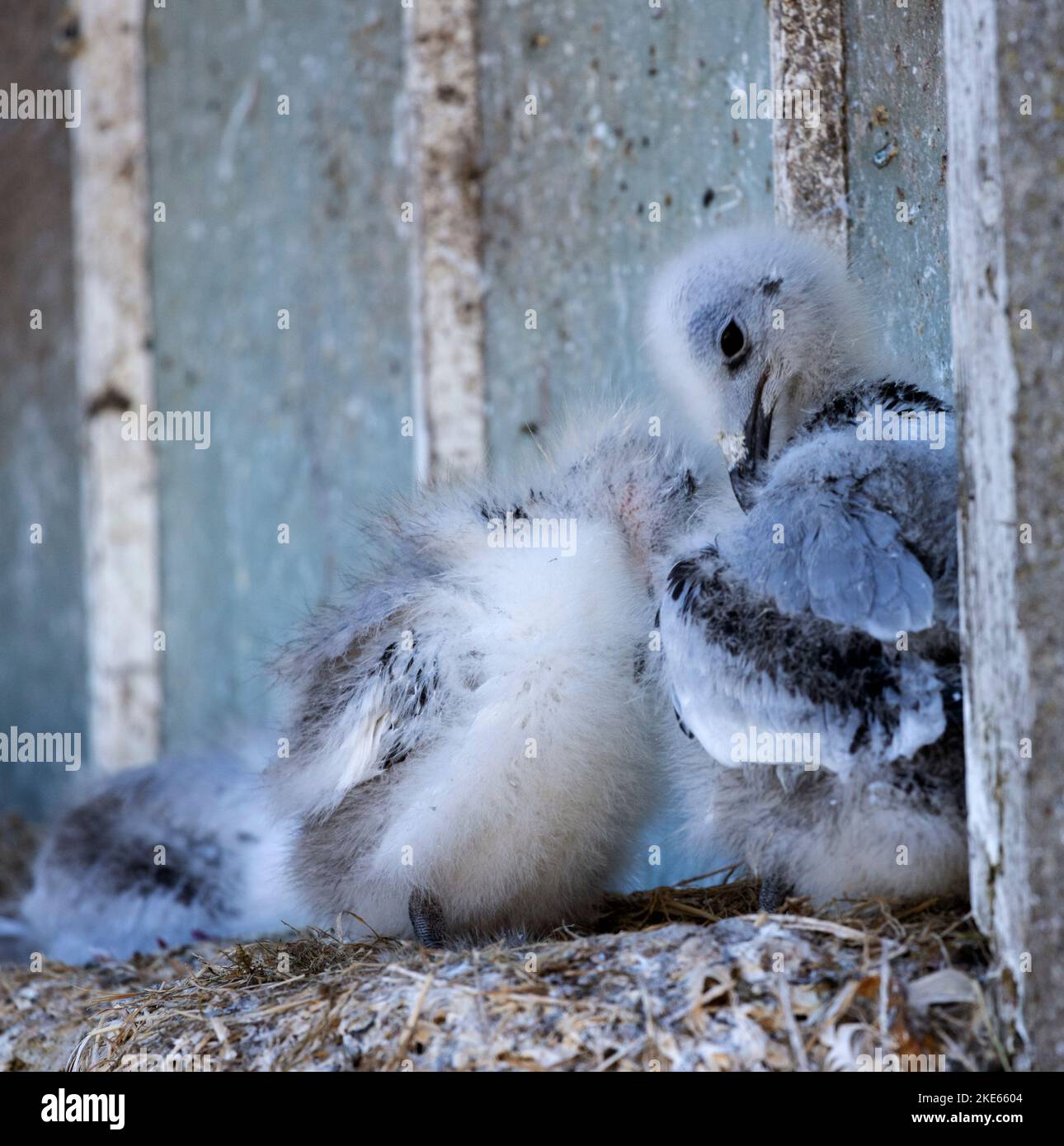 Though seabird nesting colonies were being serious affected by bird flu ...