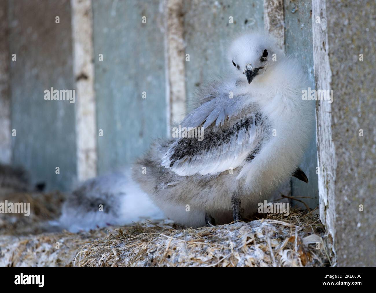 Non breeding kittiwake hi-res stock photography and images - Alamy