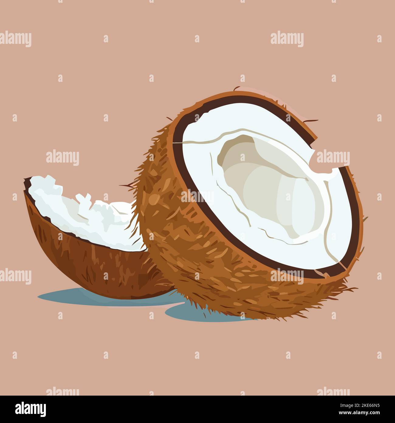 A vector illustration of a sliced coconut Stock Vector Image & Art - Alamy