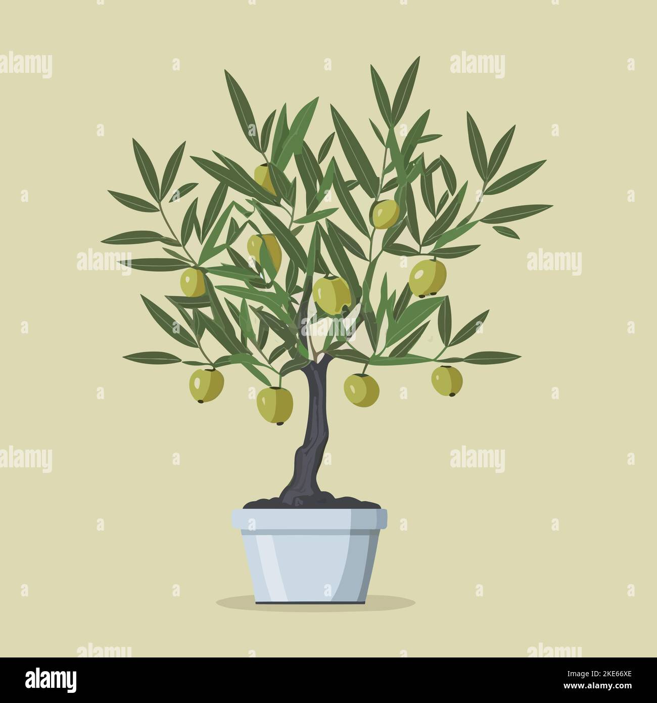 Potted olive tree Stock Vector Images - Alamy