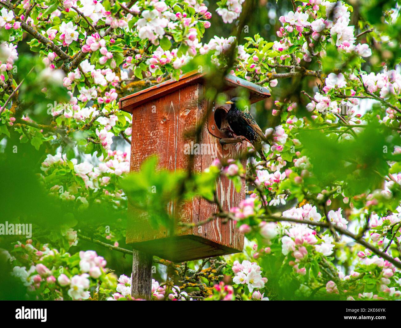The European starling perched on a bird house surrounded by beautiful ...