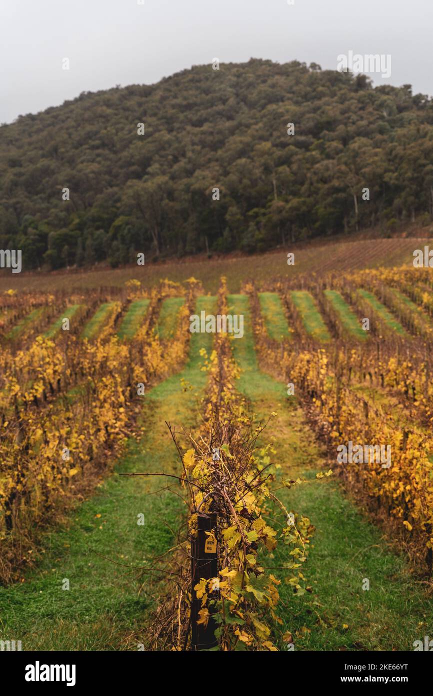 A vertical shot of the vineyards in autumn. Countryside landscape Stock ...