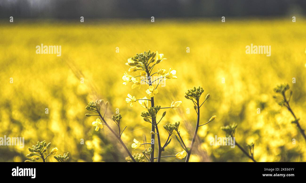 A closeup of rapeseed crop on a yellow blurry background Stock Photo ...