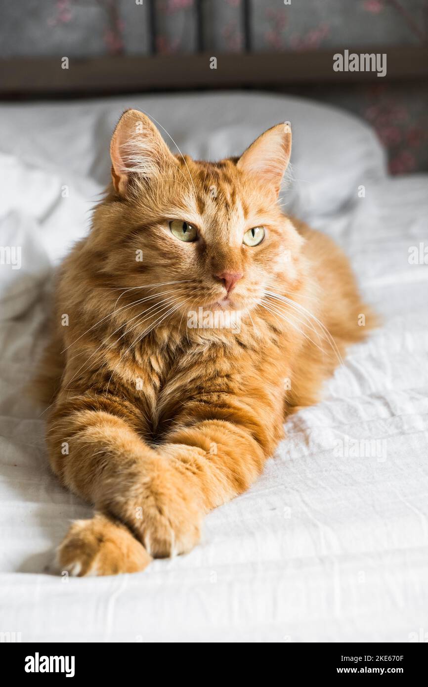 Ginger tabby cat lies on the bed in soft morning light, paw folded ...