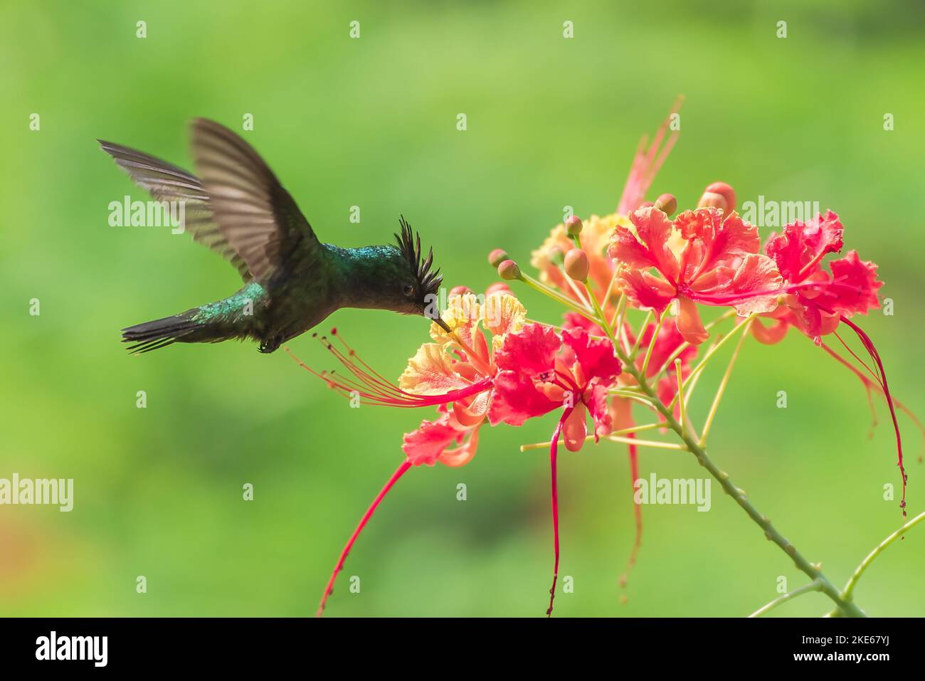 A closeup of Antillean crested hummingbird on beautiful blooming ...