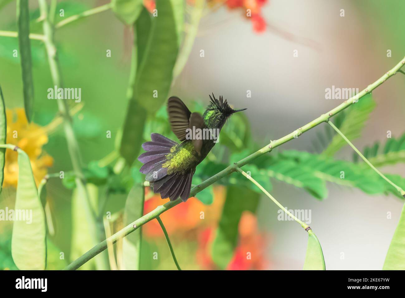 A closeup of Antillean crested hummingbird on beautiful blooming ...