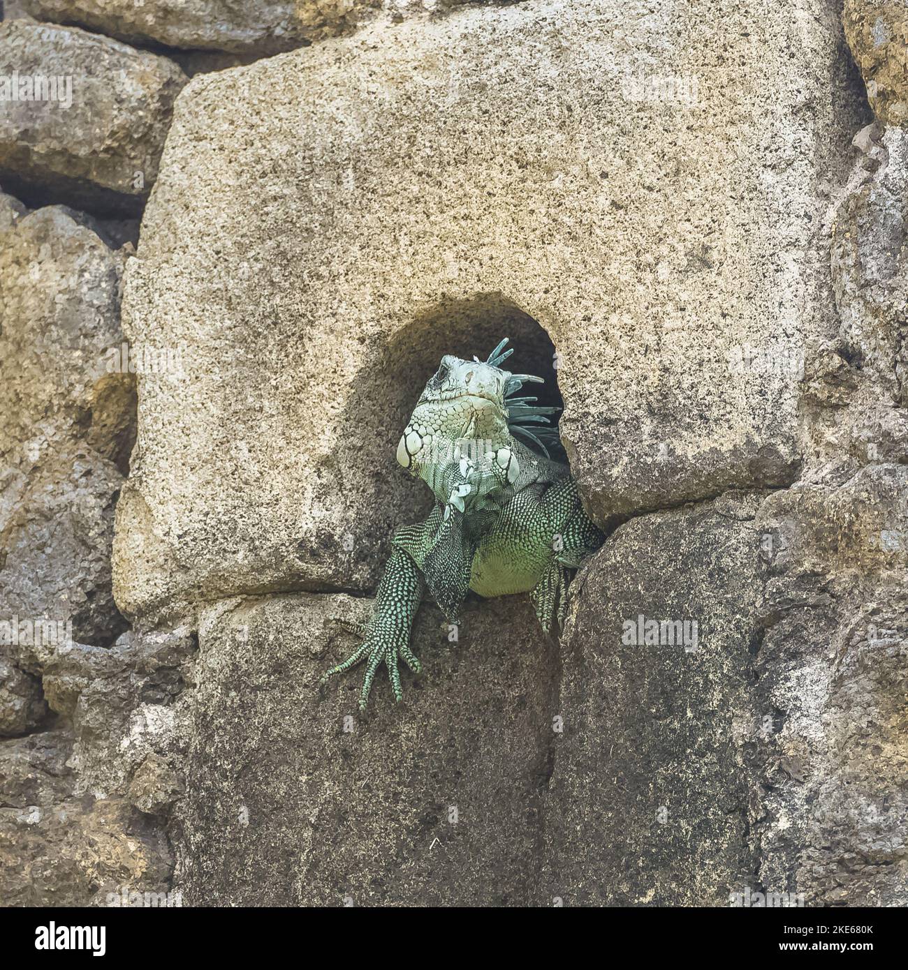 A closeup of an iguana hiding in a small rocky cave Stock Photo - Alamy