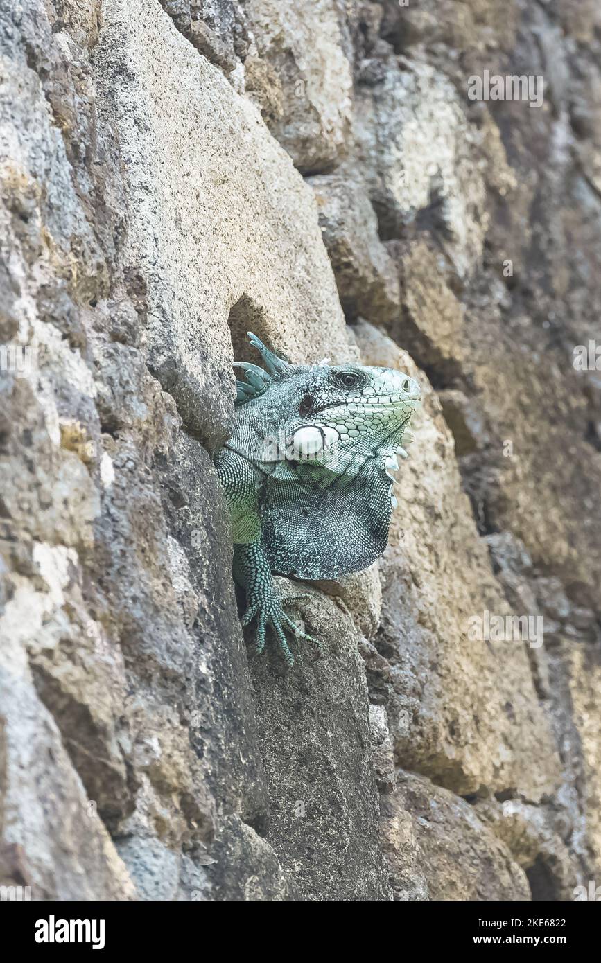 A vertical closeup of an iguana hiding in a small rocky cave Stock ...