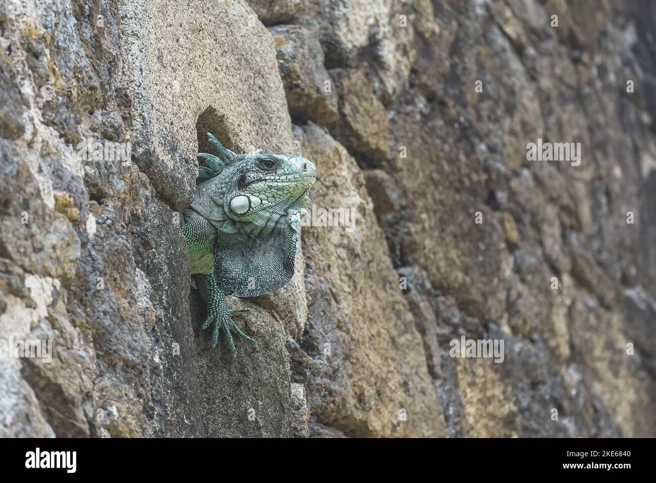 A closeup of an iguana hiding in a small rocky cave Stock Photo - Alamy