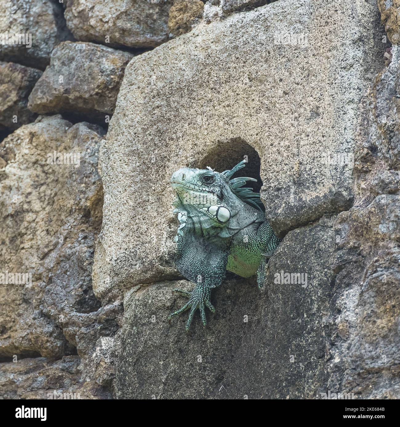 A closeup of an iguana hiding in a small rocky cave Stock Photo - Alamy