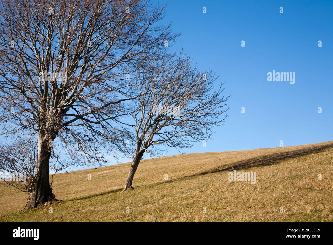 Isolated trees on blue sky. Nature background Stock Photo - Alamy