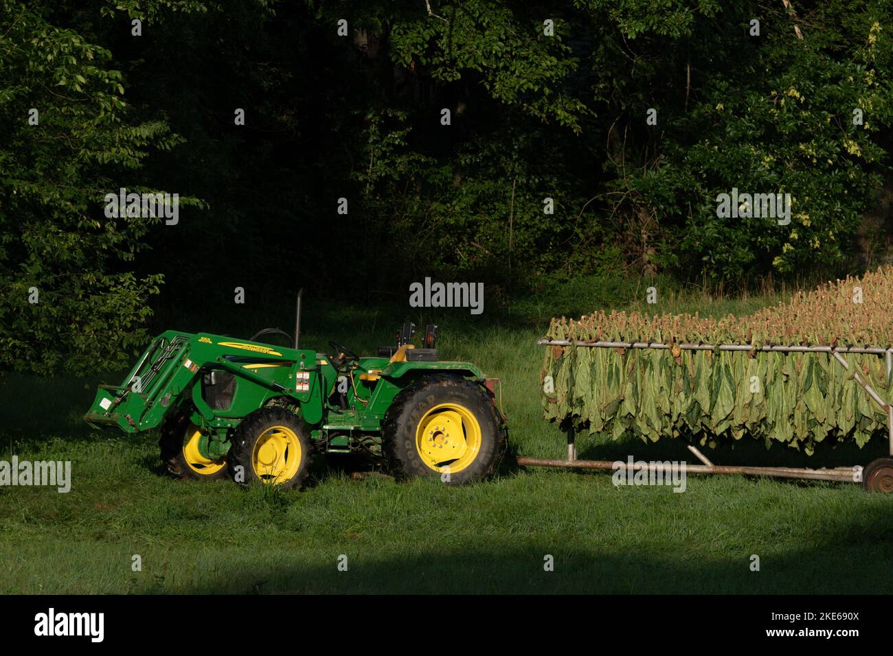 Air-cured tobacco ready for housing in the tier barn with tobacco ...