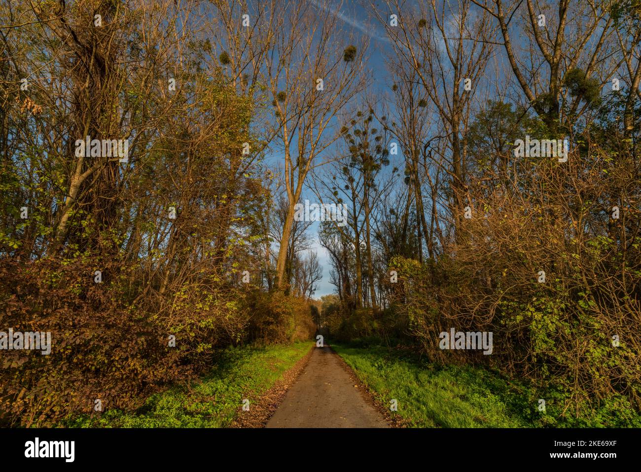 Small aspthalt path with trees near Danube river in Linz city and ...
