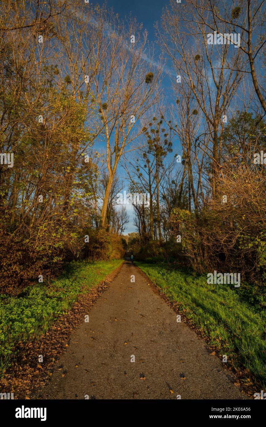 Small aspthalt path with trees near Danube river in Linz city and ...