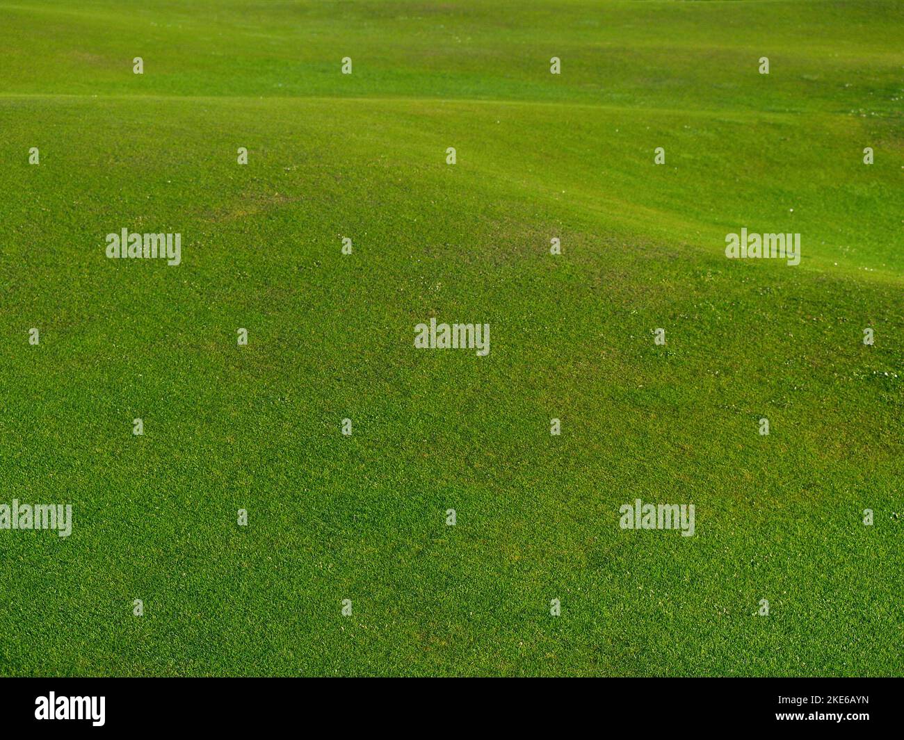 Short green undulating grass background Stock Photo - Alamy