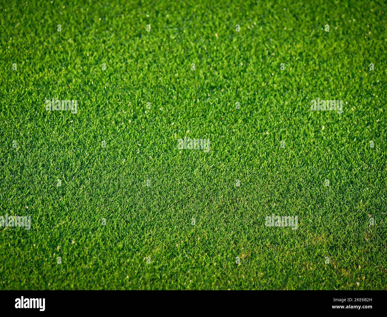 Short green grass background Stock Photo - Alamy