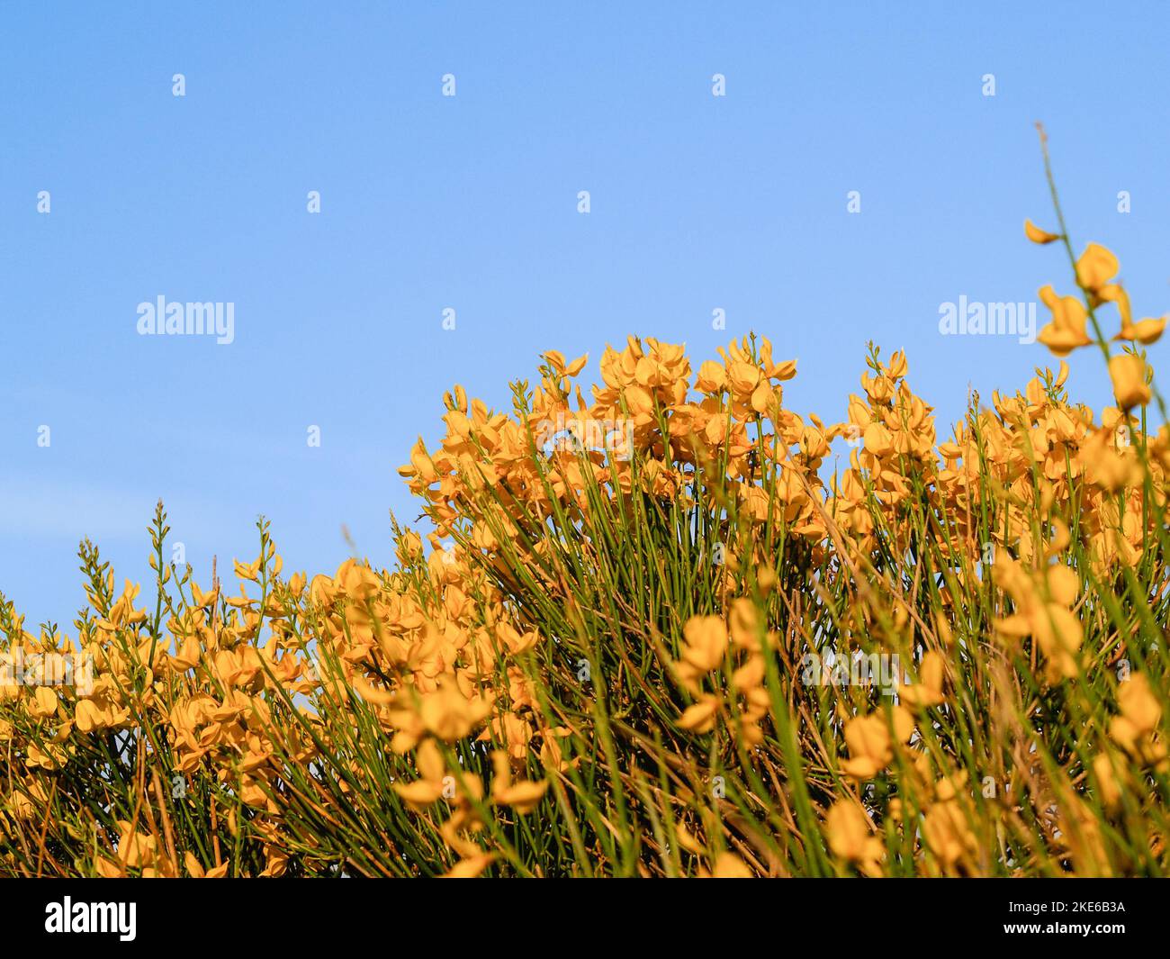 Closeup bright yellow broom flower under blue sky Stock Photo - Alamy