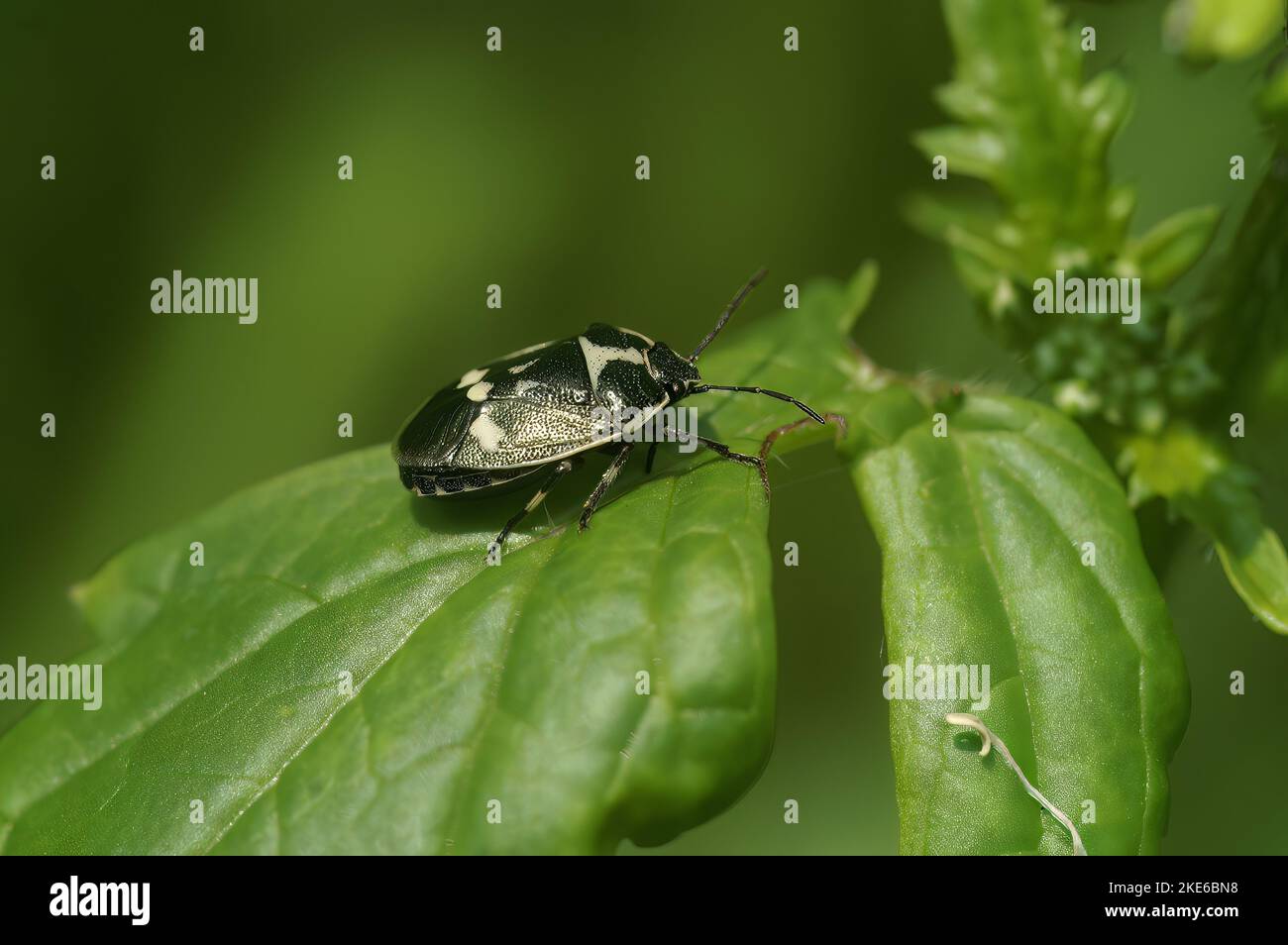 Eurydema oleracea hi-res stock photography and images - Alamy