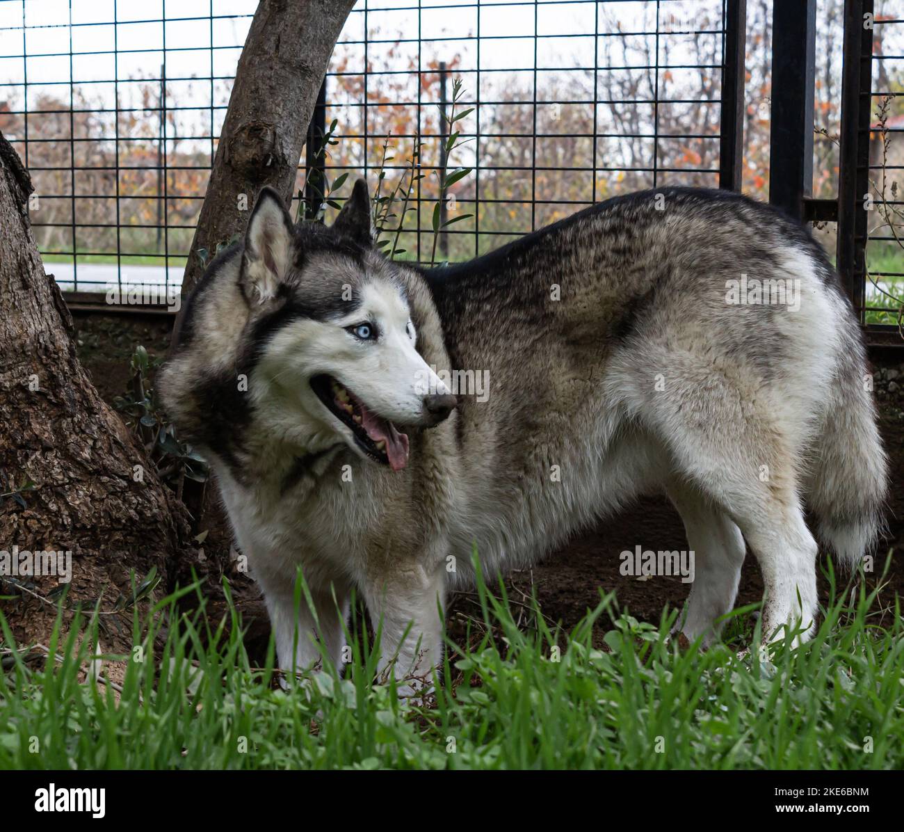 A close-up shot of an agouti husky dog digging a hole under a tree ...