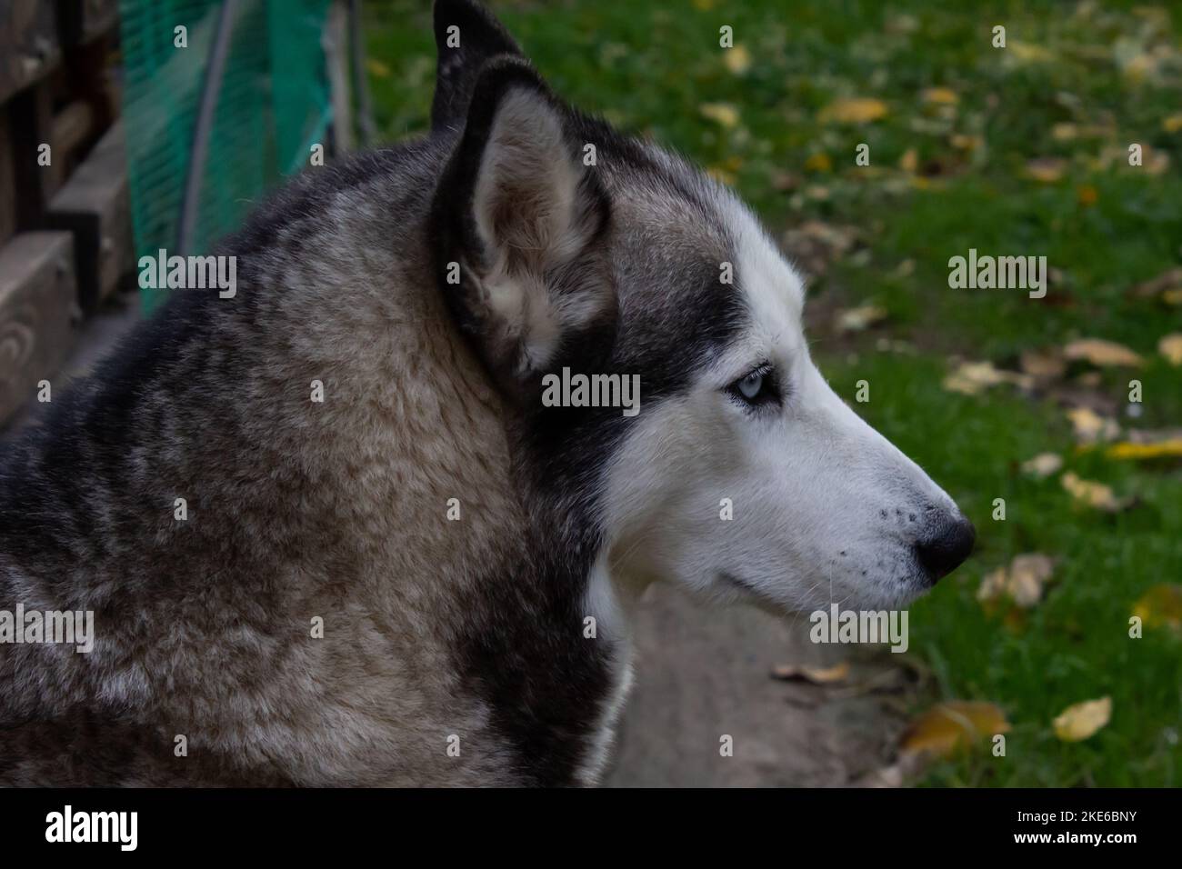 Agouti Siberian Husky