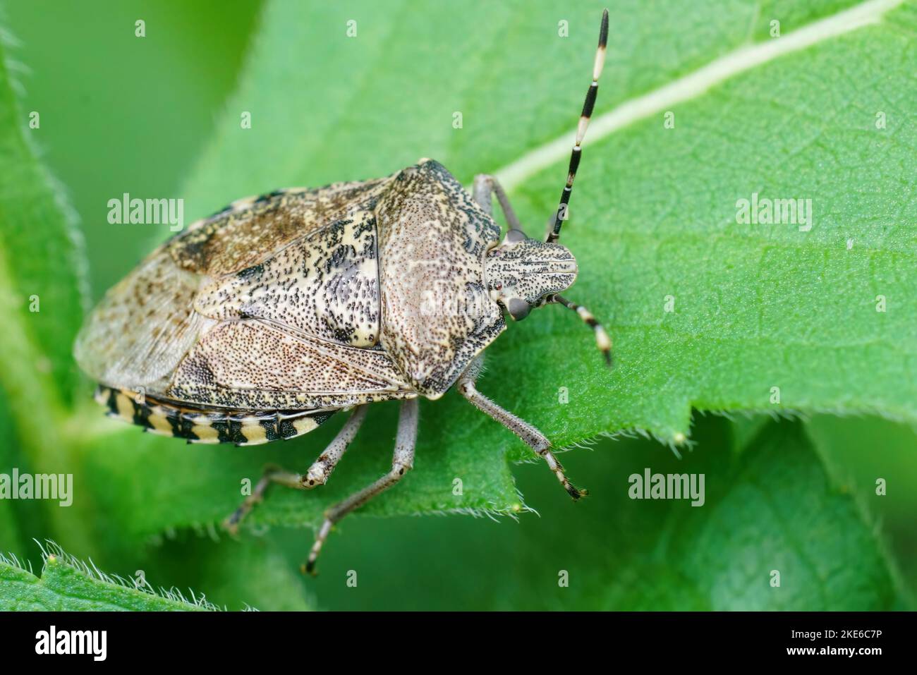 Mottled bug raphigaster nebulosa hi-res stock photography and images ...