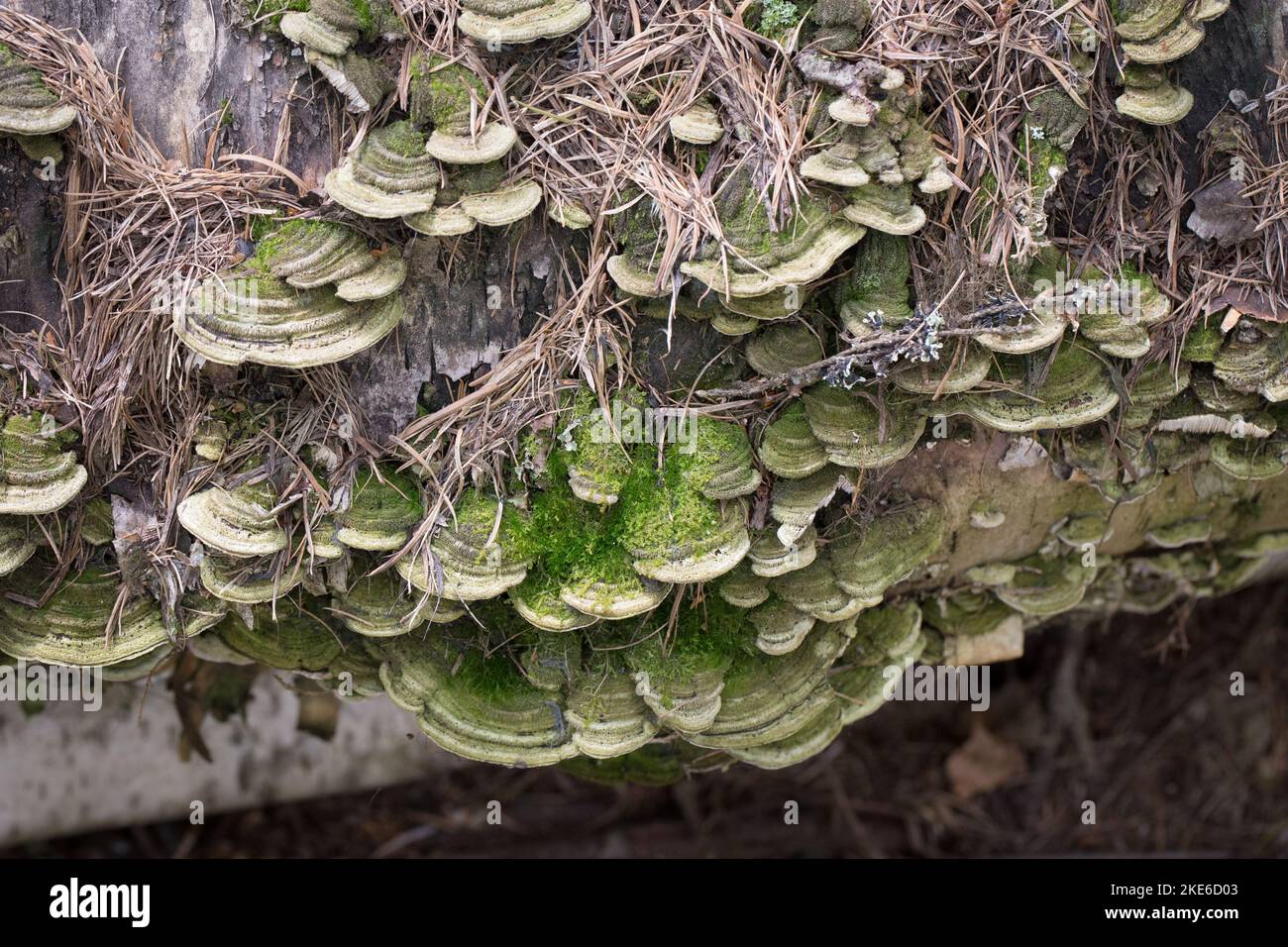Tooth like pores hi-res stock photography and images - Alamy