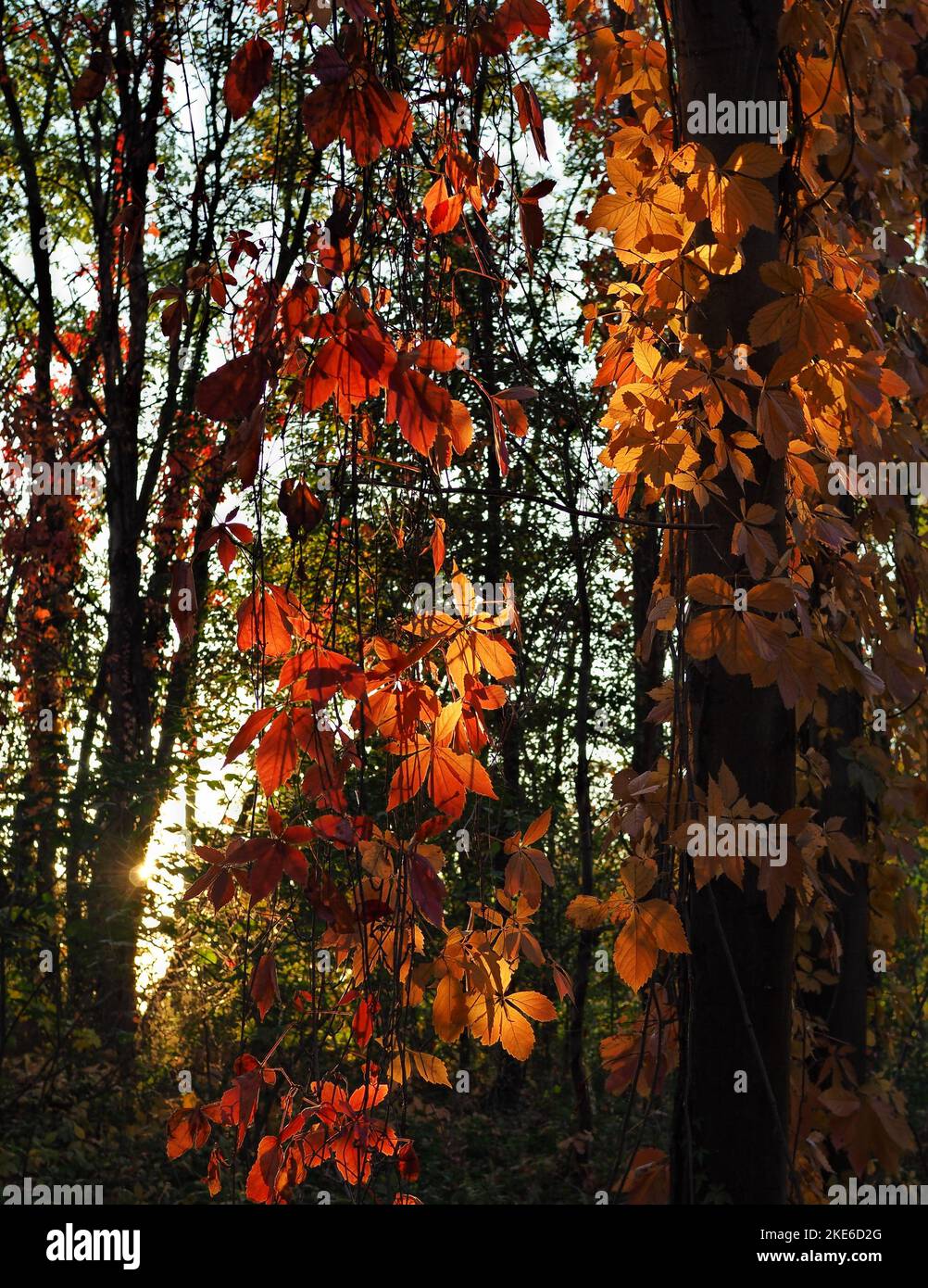 A shot of Virginia creeper wild wine in autumn colours twined around ...