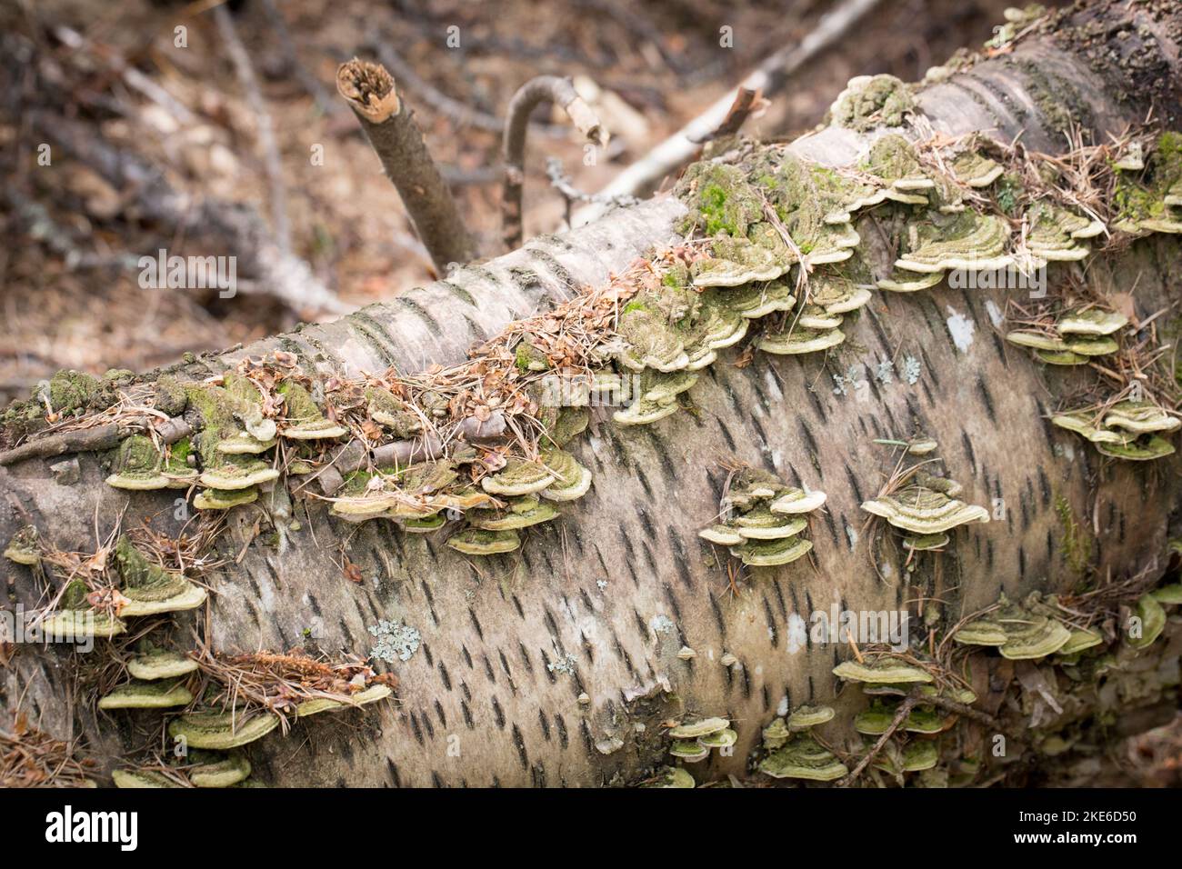 Troy maze hi-res stock photography and images - Alamy