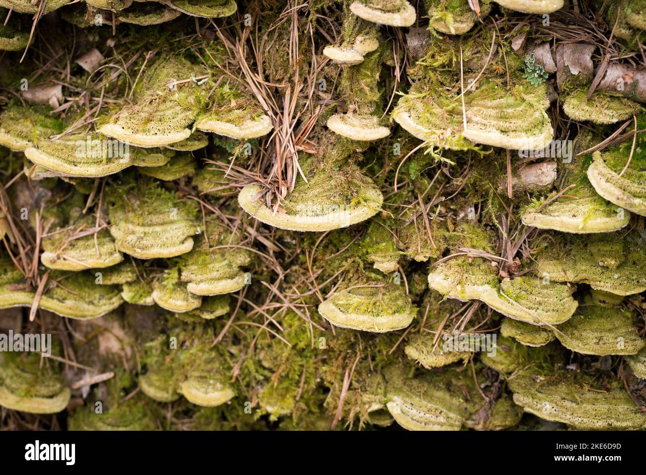 Mossy Maze Polypore mushrooms, Cerrena unicolor, found growing on the ...