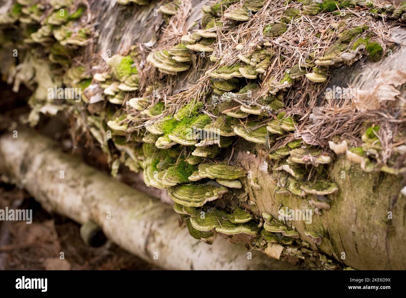 Mossy Maze Polypore mushrooms, Cerrena unicolor, found growing on the ...