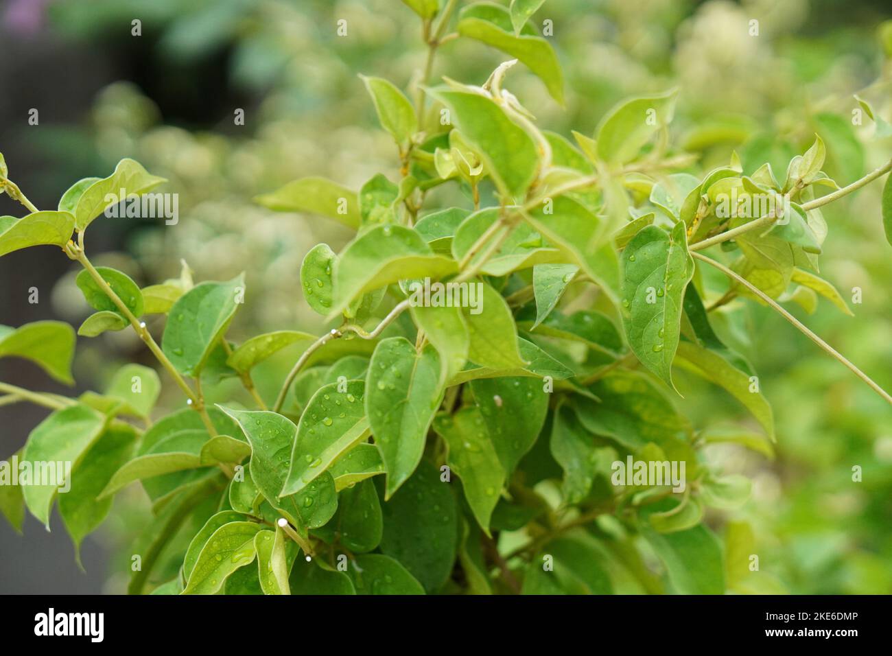 Gymnema Sylvestre Medicinal Plant Leaves. This plant is a good medicine ...