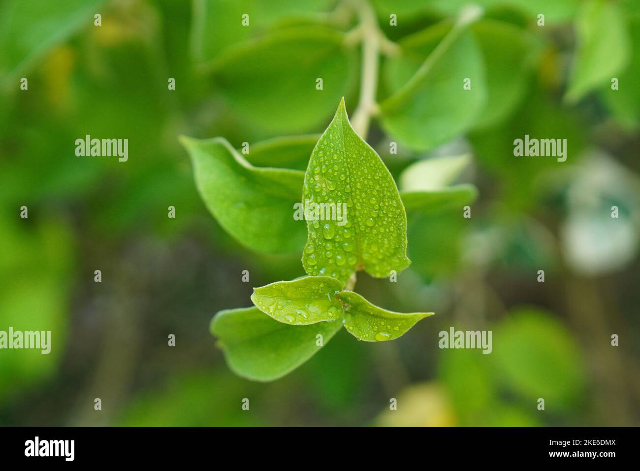 Gymnema Sylvestre Medicinal Plant Leaves. This plant is a good medicine ...