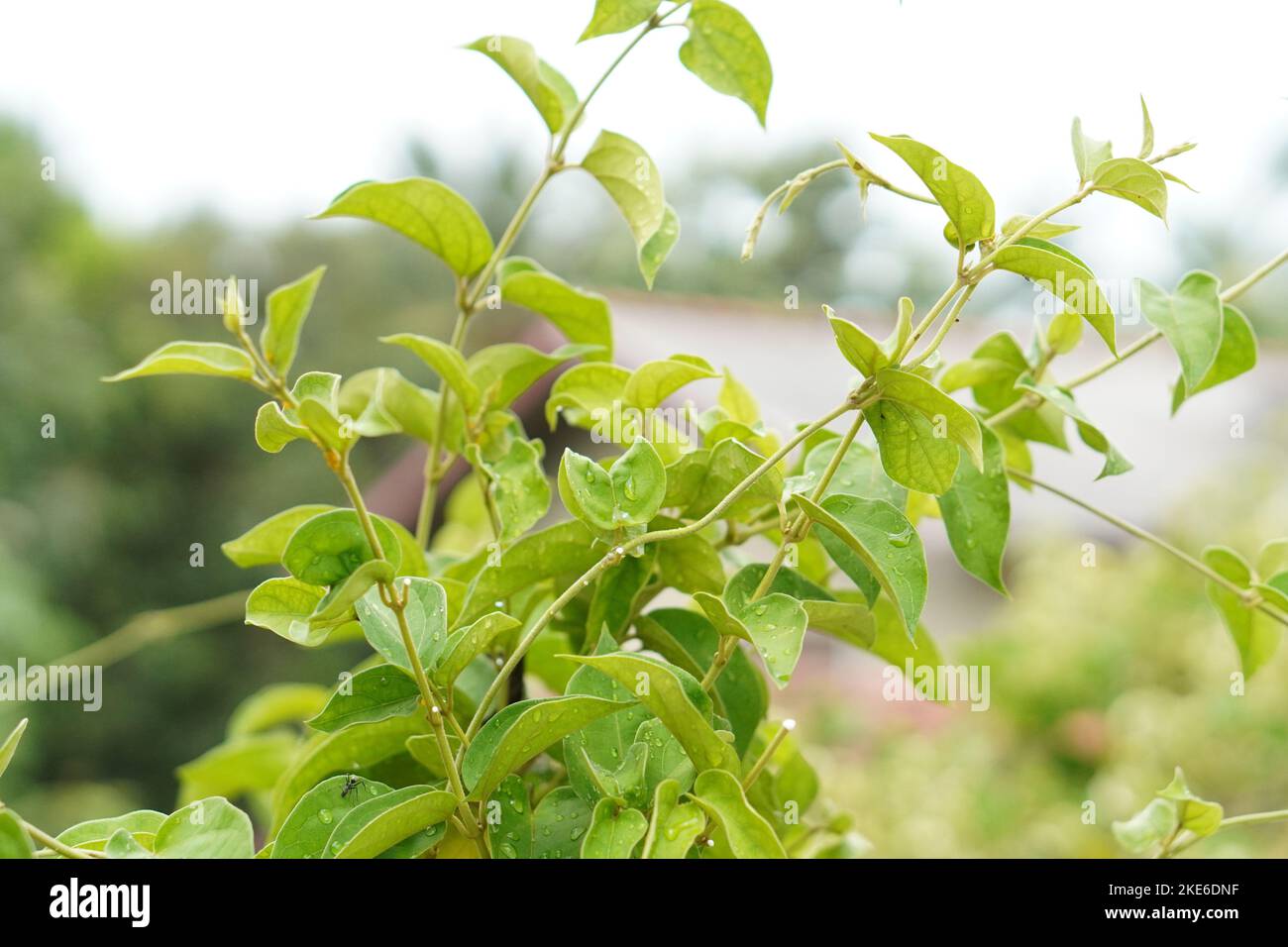 Gymnema Sylvestre Medicinal Plant Leaves. This plant is a good medicine ...