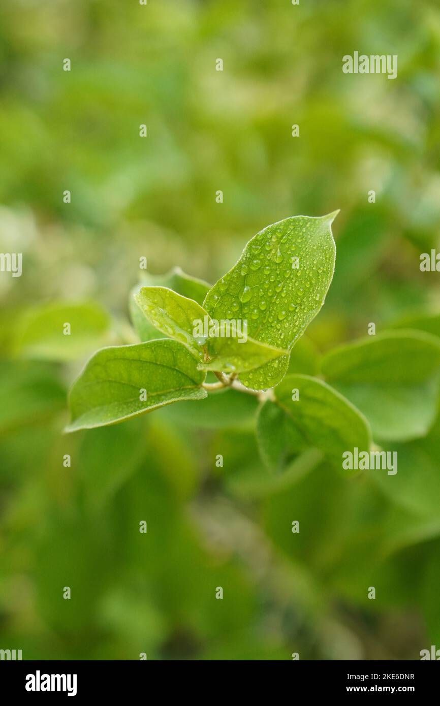 Gymnema Sylvestre Medicinal Plant Leaves. This plant is a good medicine ...