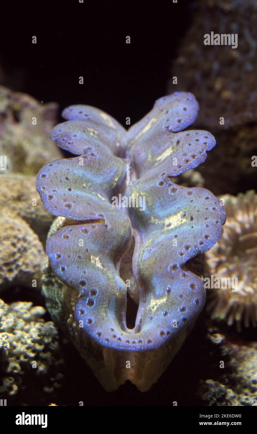 Giant clam (Tridacna maxima Stock Photo - Alamy