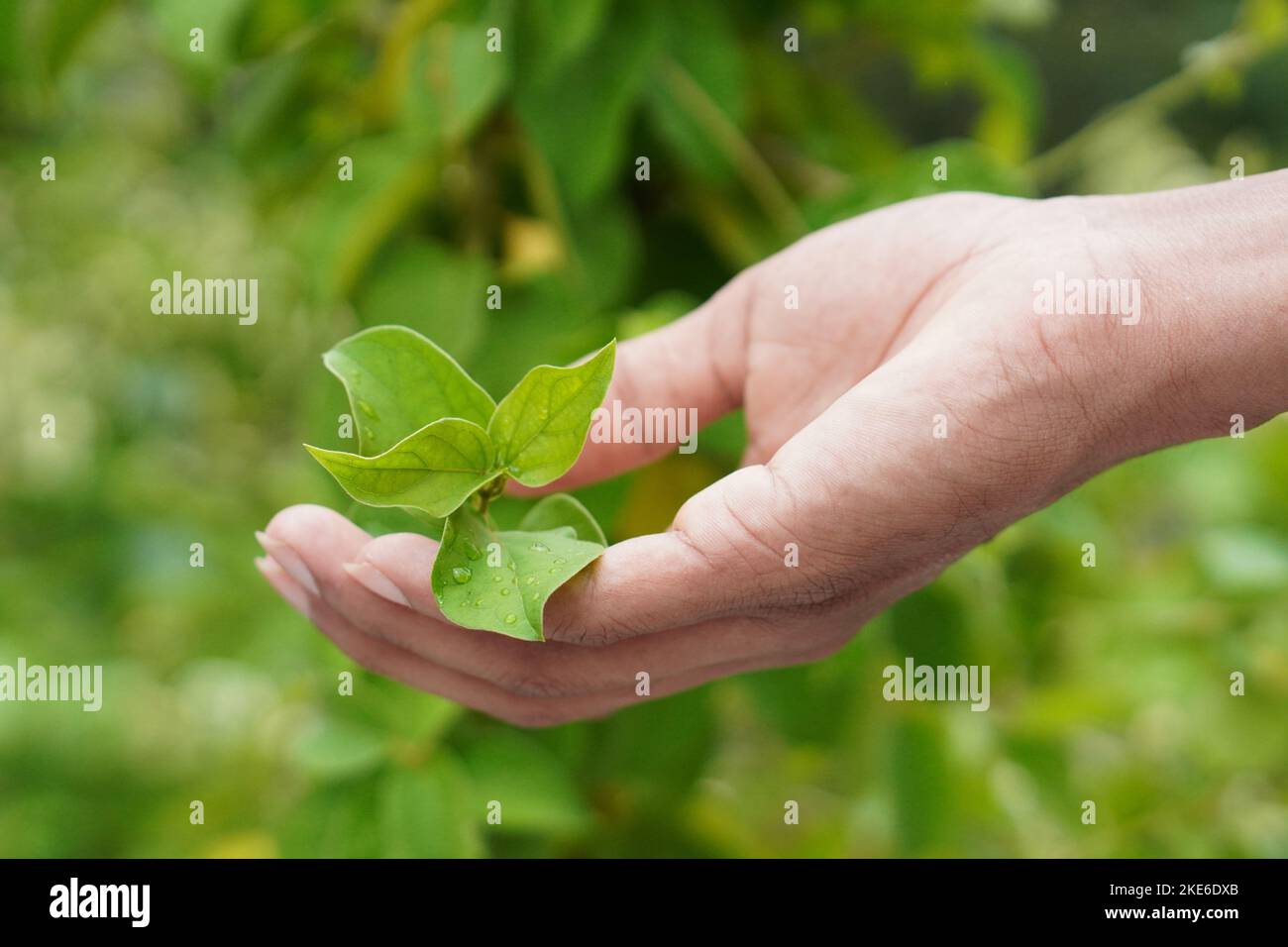 Gymnema Sylvestre Medicinal Plant Leaves. This plant is a good medicine ...