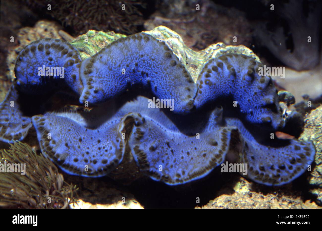 Giant clam (Tridacna maxima Stock Photo - Alamy