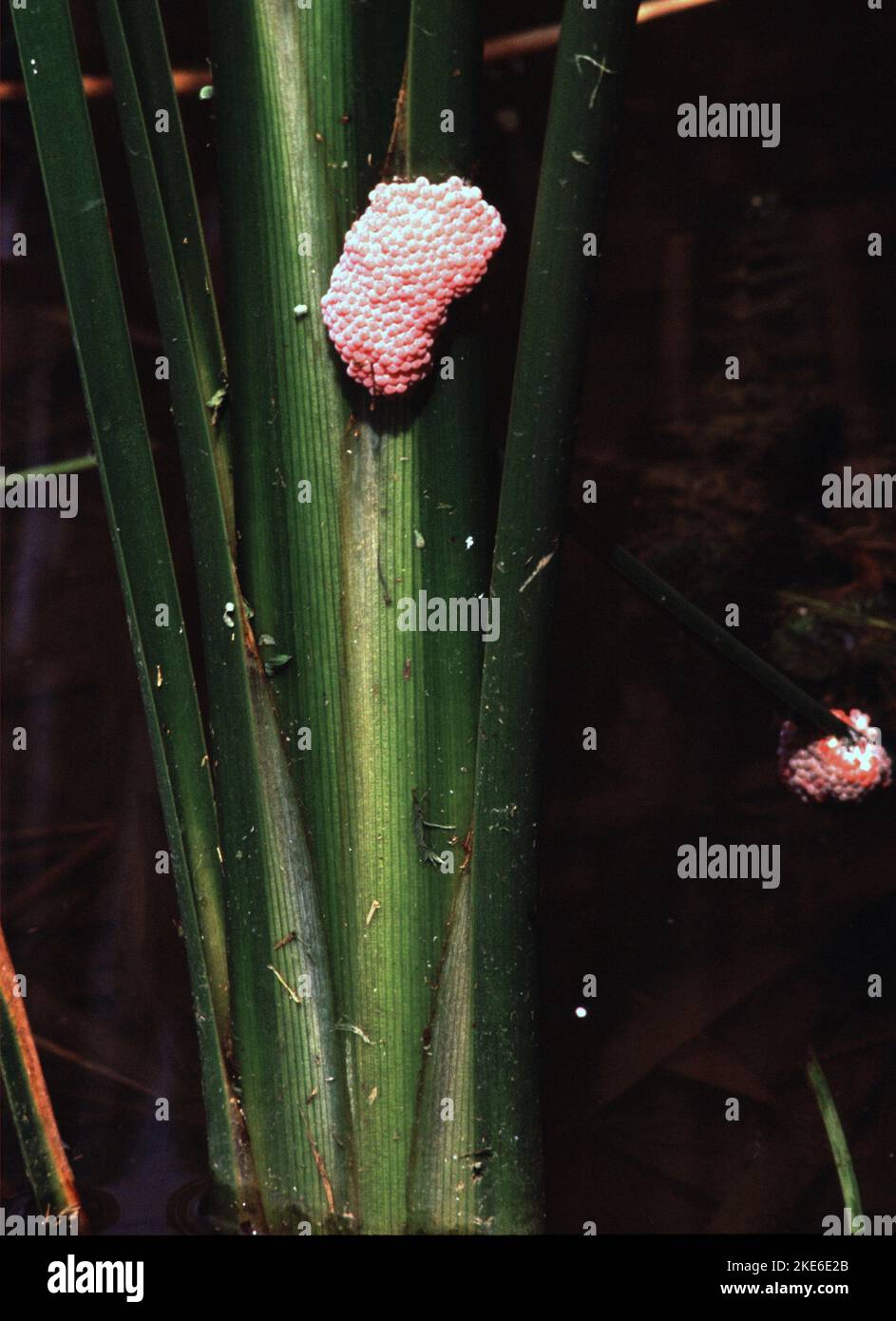 Eggs of Pomacea bridgesii, common names the spike-topped apple snail or ...