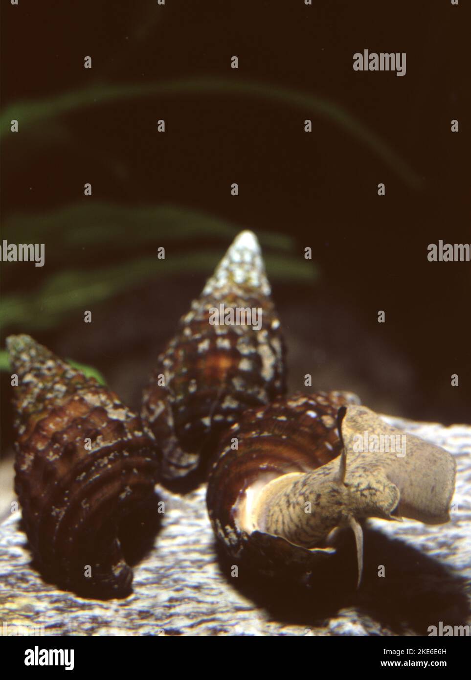 Freshwater snail Brotia costula Stock Photo - Alamy