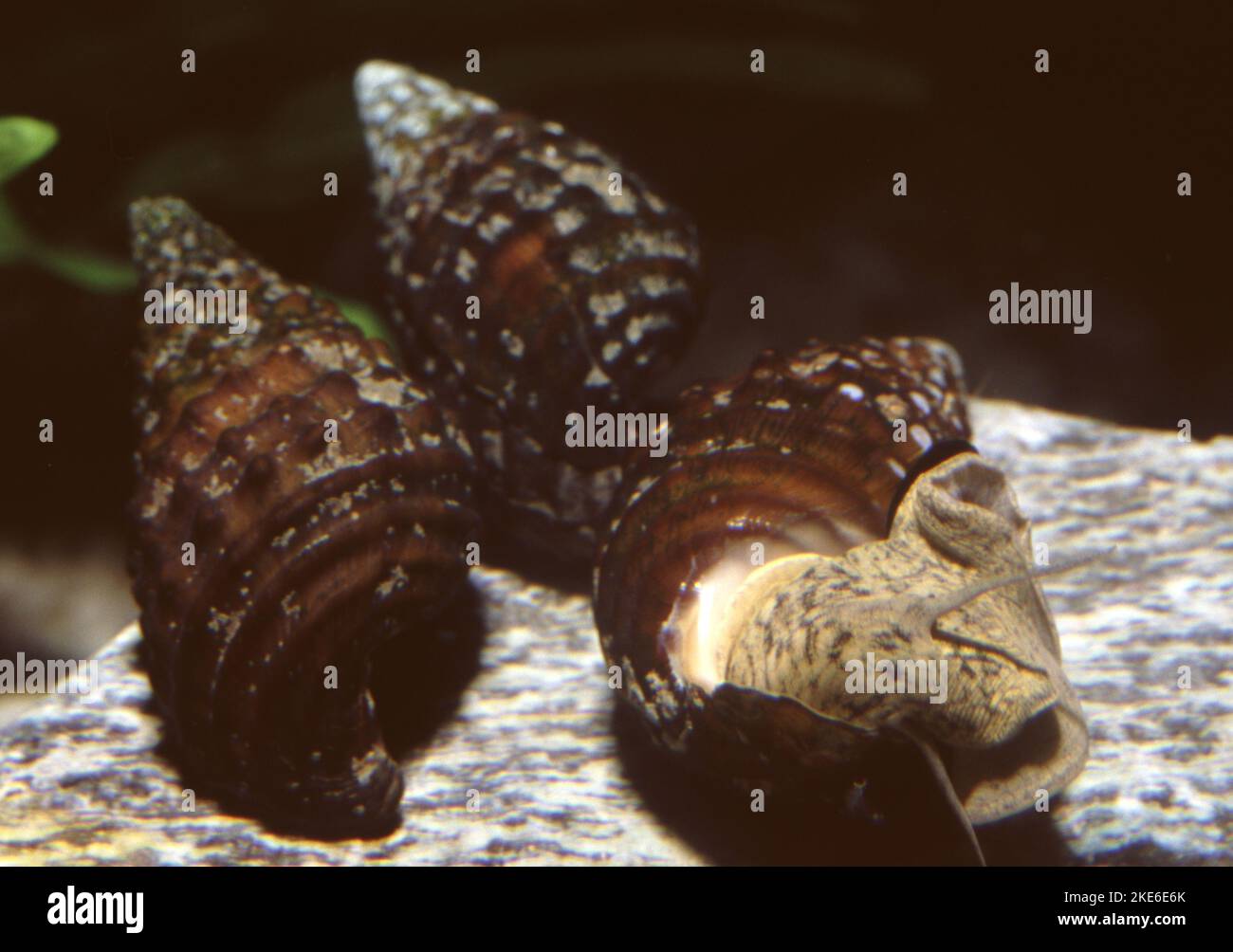Freshwater bivalve hi-res stock photography and images - Alamy