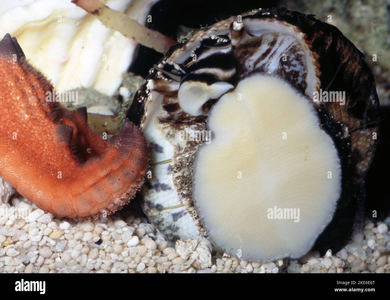 Protoreaster species hi-res stock photography and images - Alamy